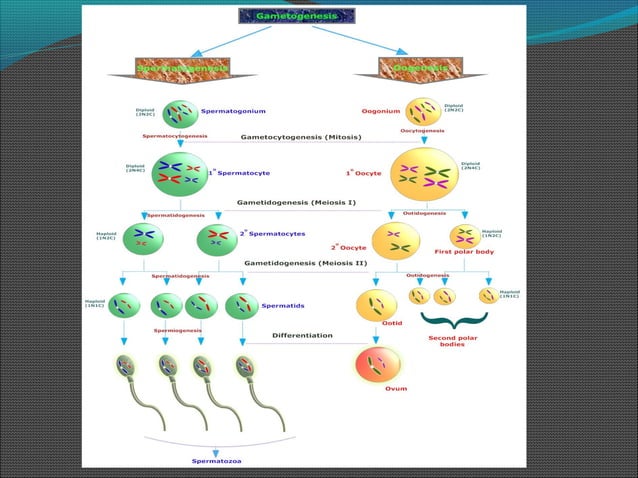 Meiosis.ppt.. | PPT | Infertility | Reproductive Health
