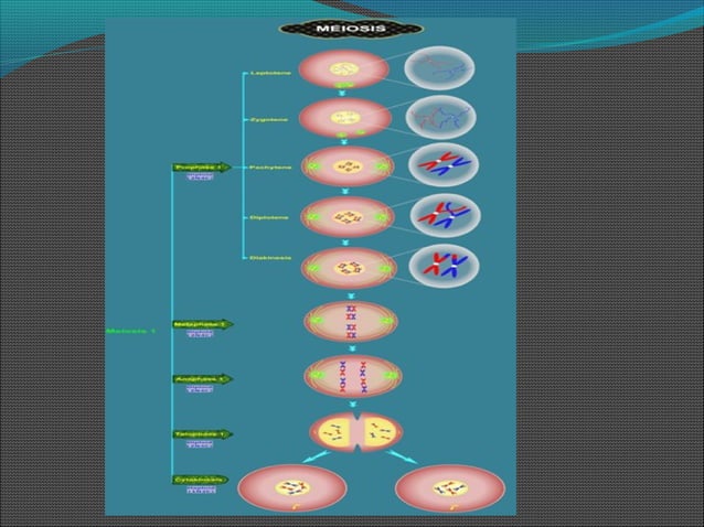 Meiosis.ppt.. | PPT | Infertility | Reproductive Health