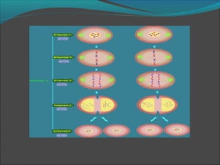 Meiosis.ppt.. | PPT