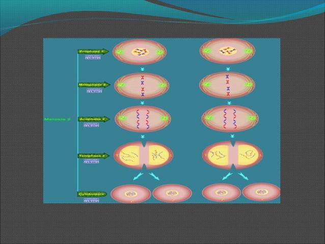 Meiosis.ppt.. | PPT | Infertility | Reproductive Health