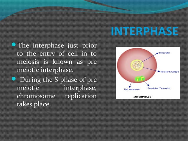 Meiosis.ppt.. | PPT | Infertility | Reproductive Health