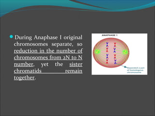 Anaphase 1 Meiosis