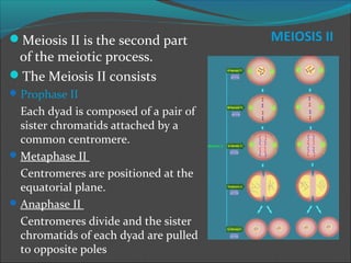 Meiosis Powerpoint High School