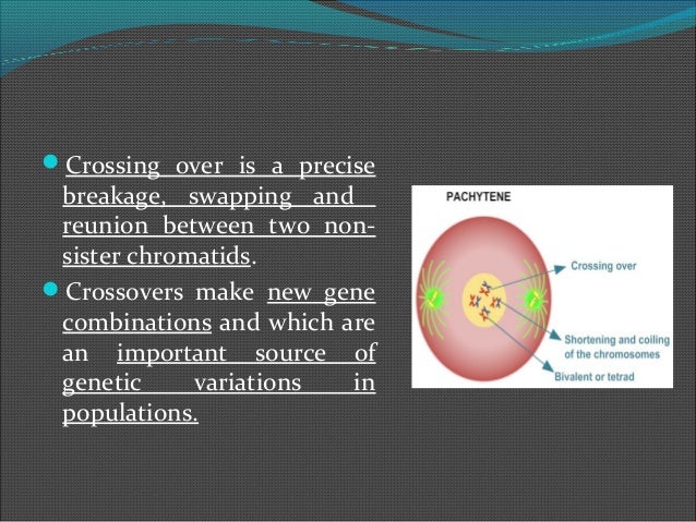 Meiosis.ppt..