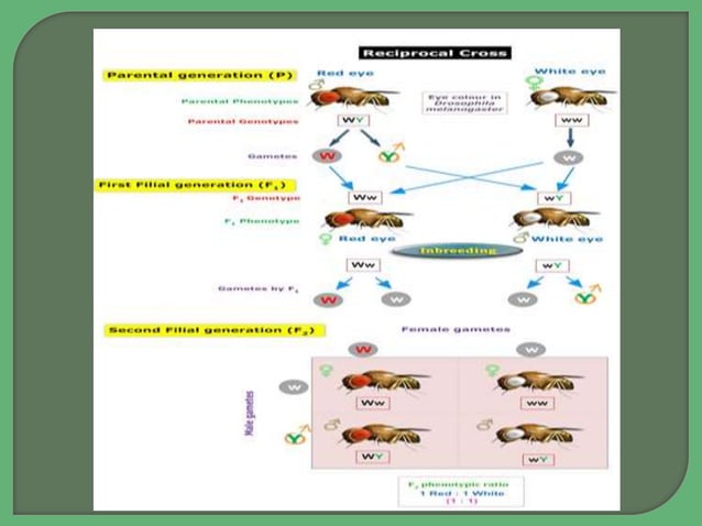 Sex Linked Inheritance Sex Influence Inheritance And Sex Limited