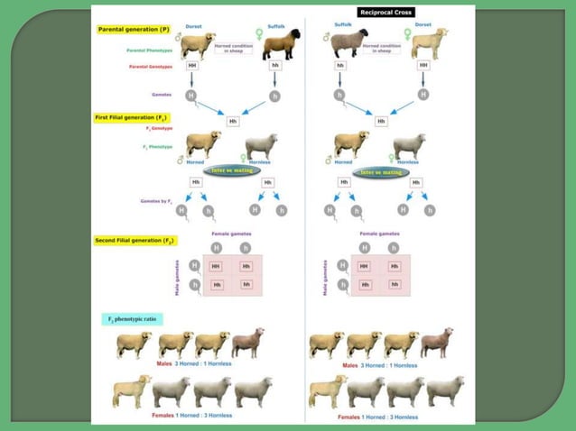 Sex Linked Inheritance Sex Influence Inheritance And Sex Limited Characters