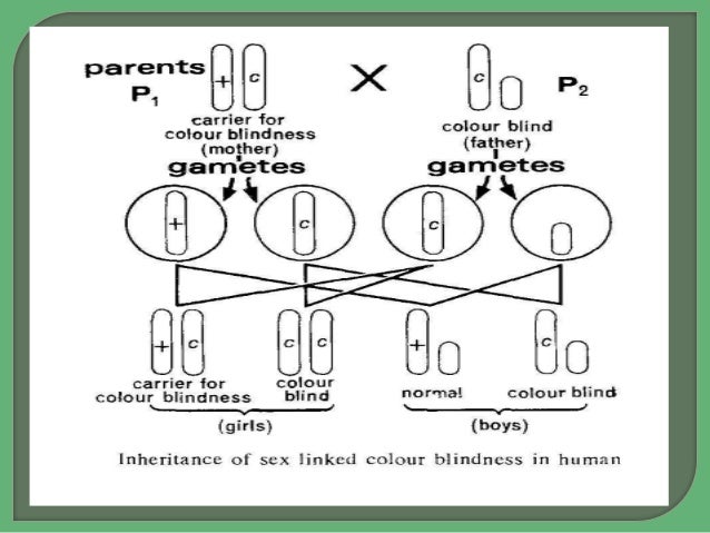Sex Linked Inheritance Sex Influence Inheritance And Sex Limited Cha…