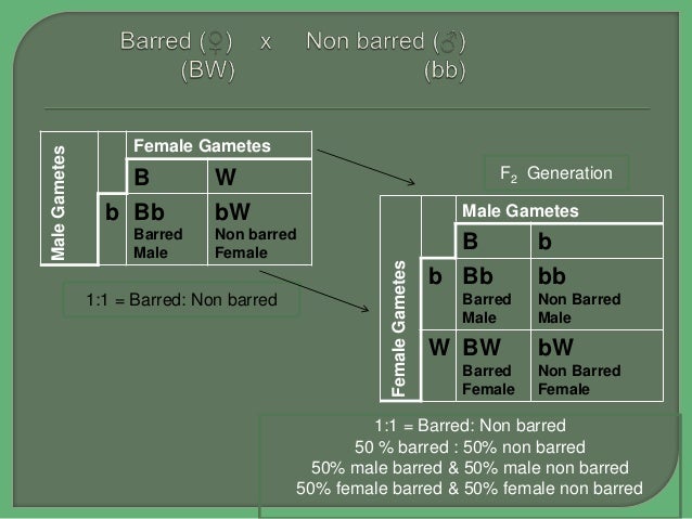 Sex Linked Inheritance Sex Influence Inheritance And Sex Limited Cha…