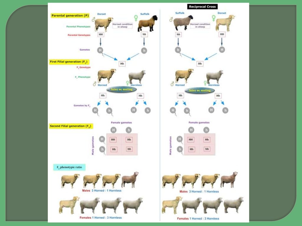 Sex Linked Inheritance Sex Influence Inheritance And Sex Limited Cha…