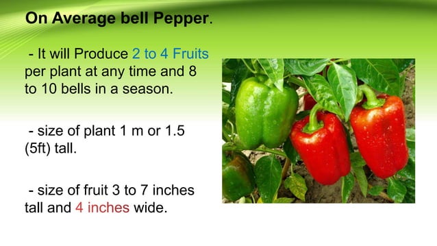 AgBio2 Bell pepper BAT4B.pptx | Gardening | Home & Garden