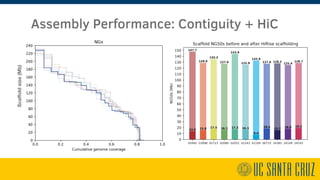 Generating high-quality human reference genomes using PromethION ...