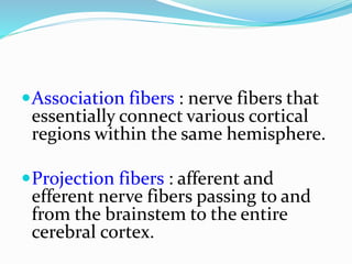 Agenesis of The Corpus Callosum ACC | PPTX | Brain and Nervous System ...