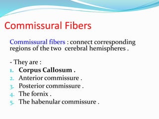 Agenesis of The Corpus Callosum ACC | PPTX | Brain and Nervous System ...