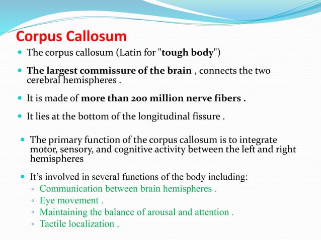 Agenesis of The Corpus Callosum ACC | PPTX | Brain and Nervous System ...