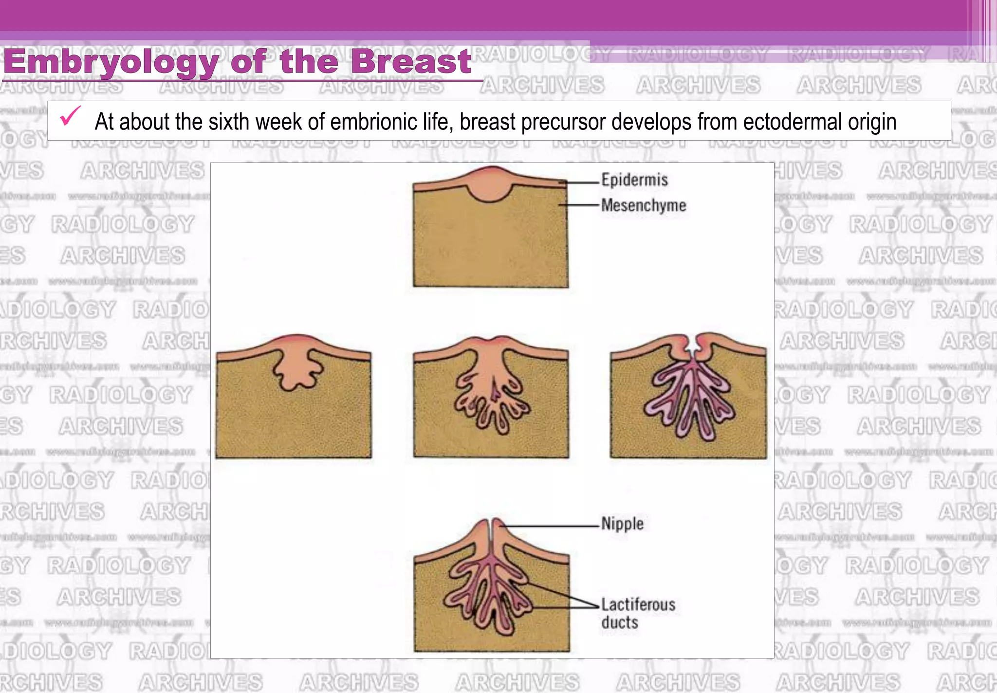 Age-Related Changes of the Breast in US and MR | PDF