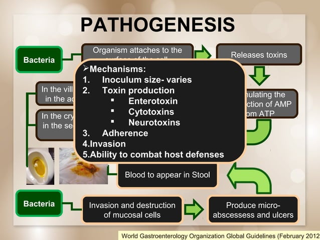 Acute Gastroenteritis for Adults and Children | PPT