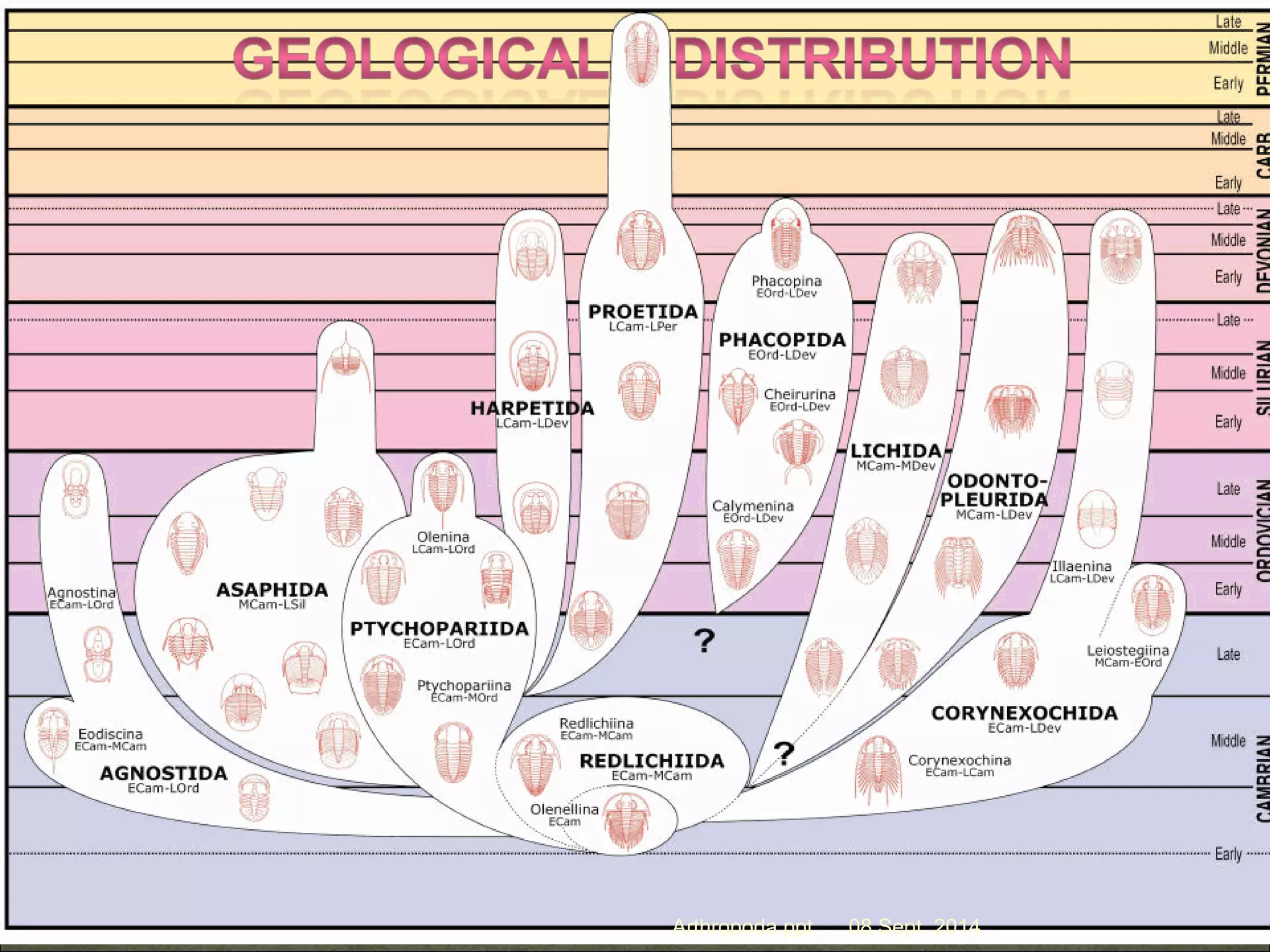 trilobites | PPT
