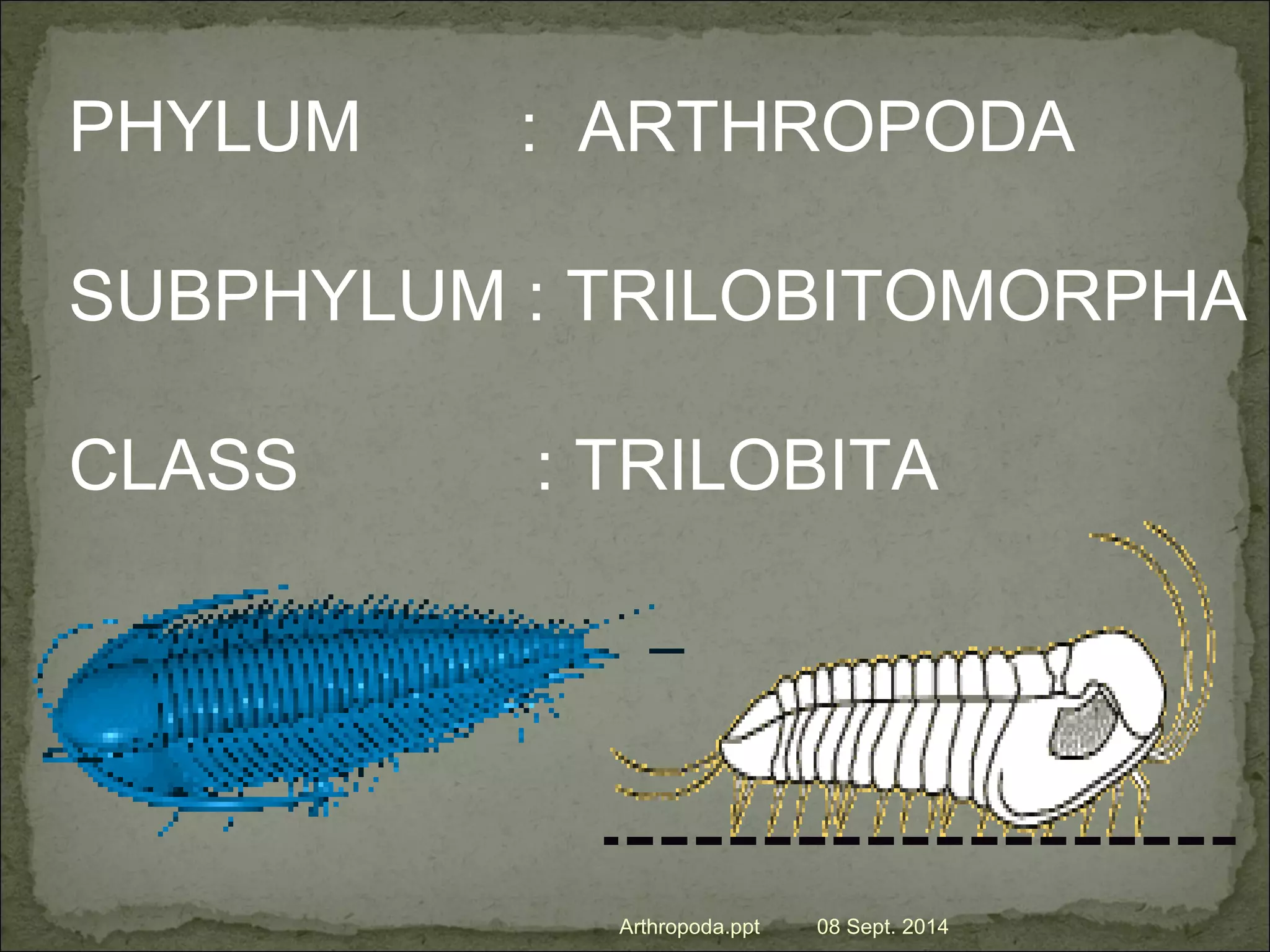 trilobites | PPT