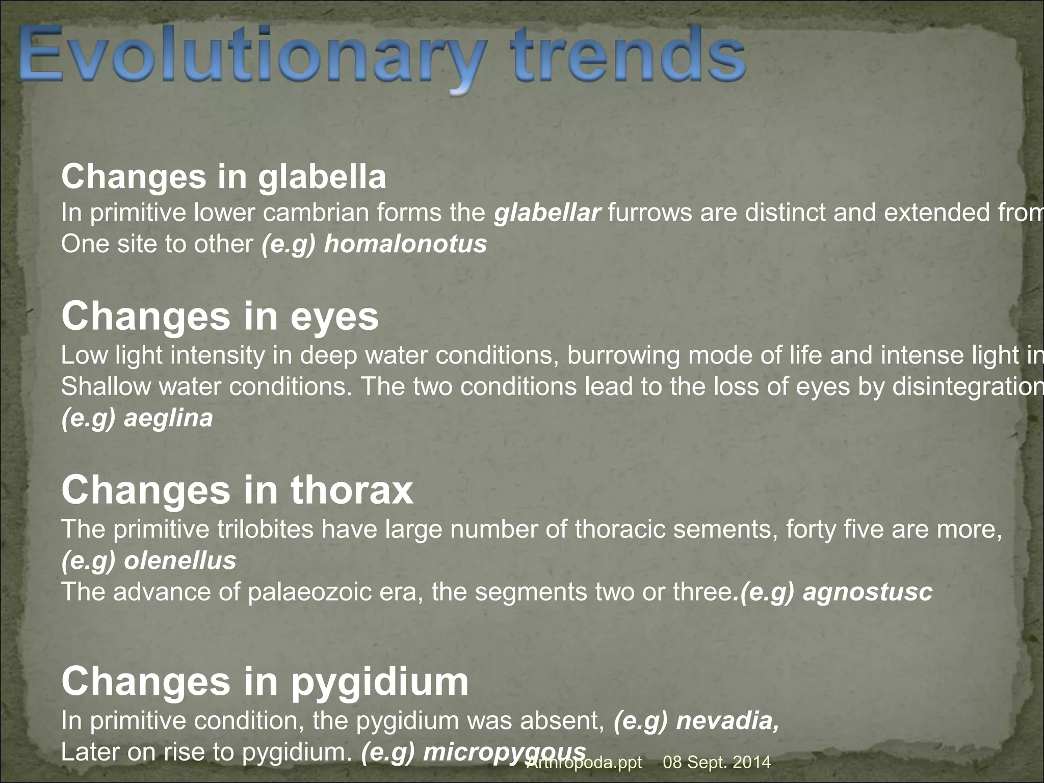 trilobites | PPT