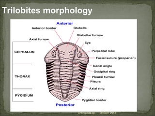 trilobites | PPT
