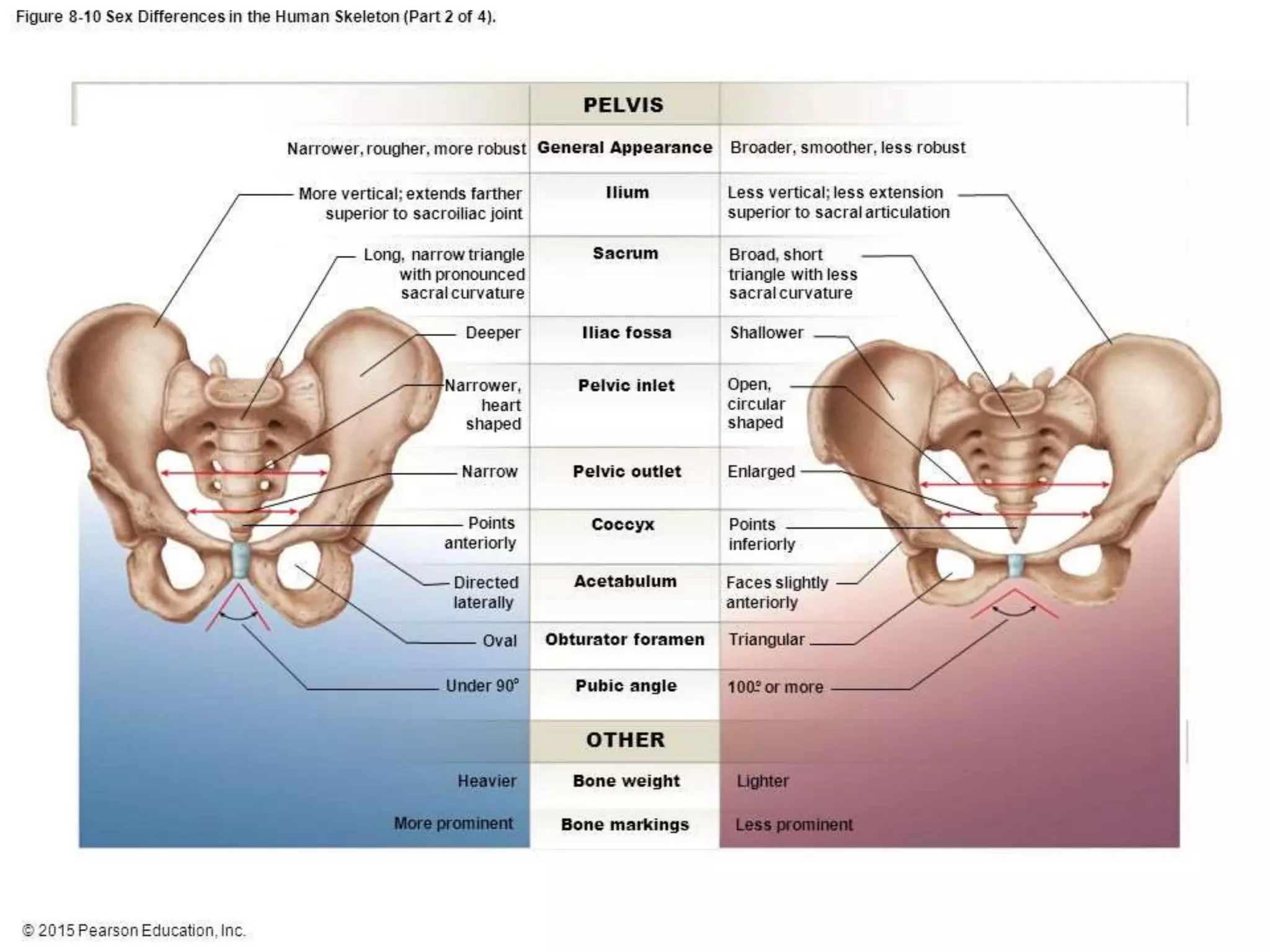 Age And Sex Ditermination From Pelvis Pptx