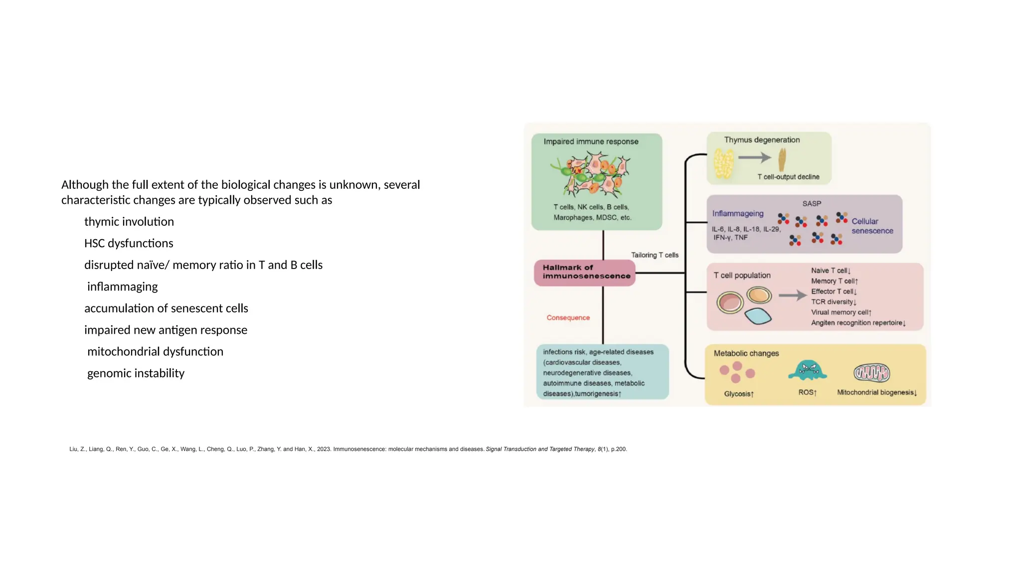 Age, autoimmunity, and inflammation the role of immunosenescence.pptx