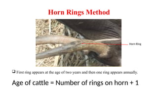 Determiantion of age in farm animals.ppt