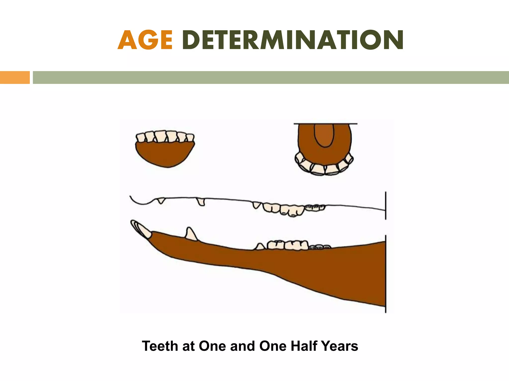 Age determination | PPTX