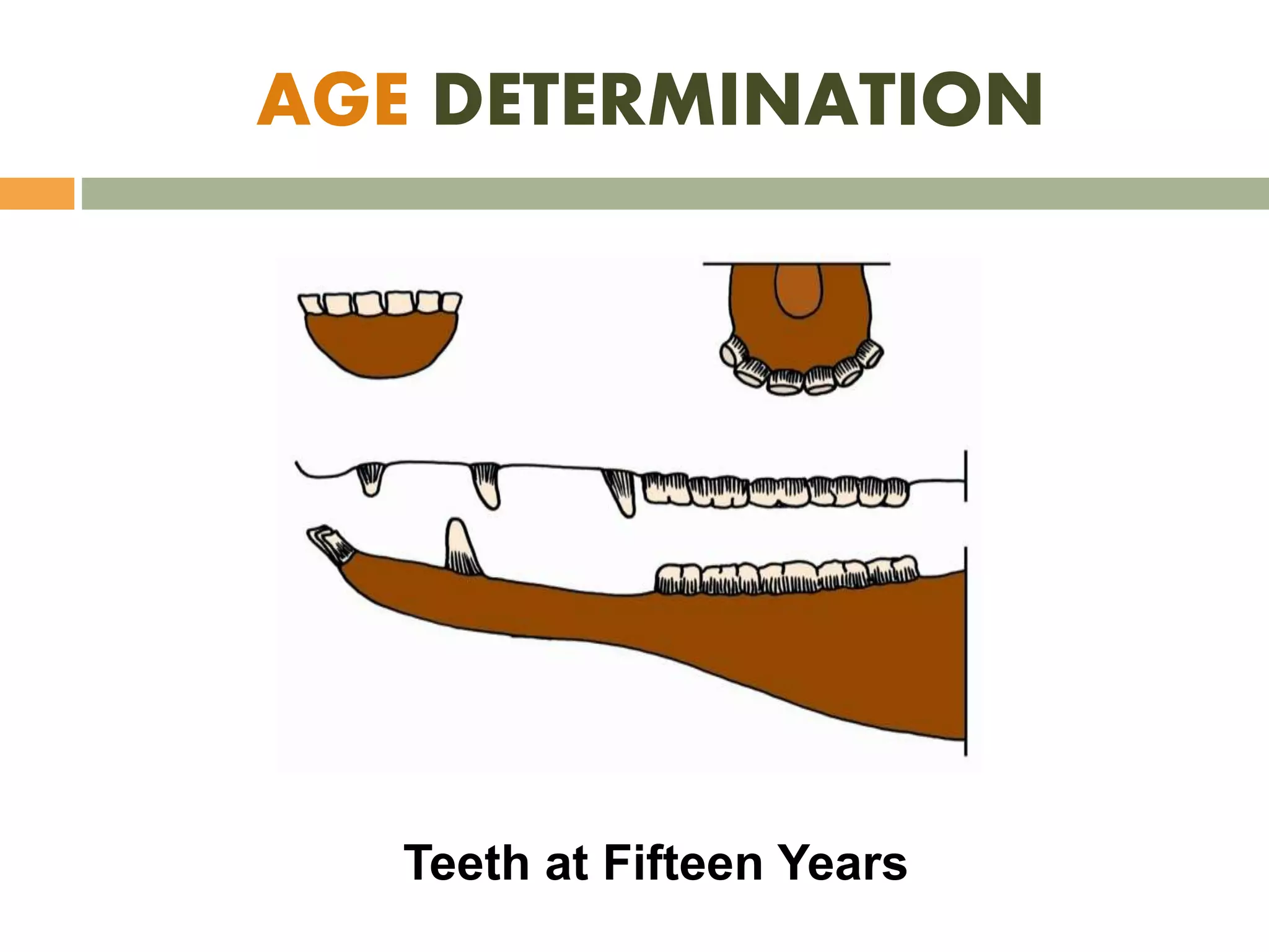 Age determination | PPTX