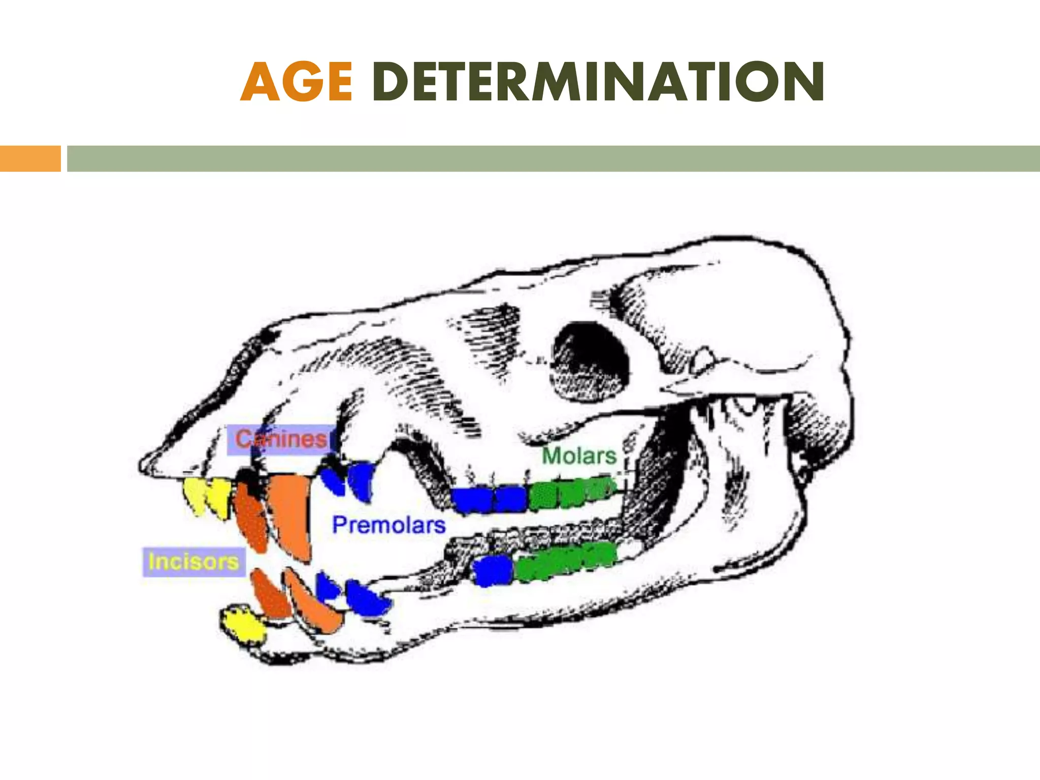 Age determination | PPTX