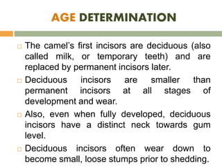 Age determination | PPTX