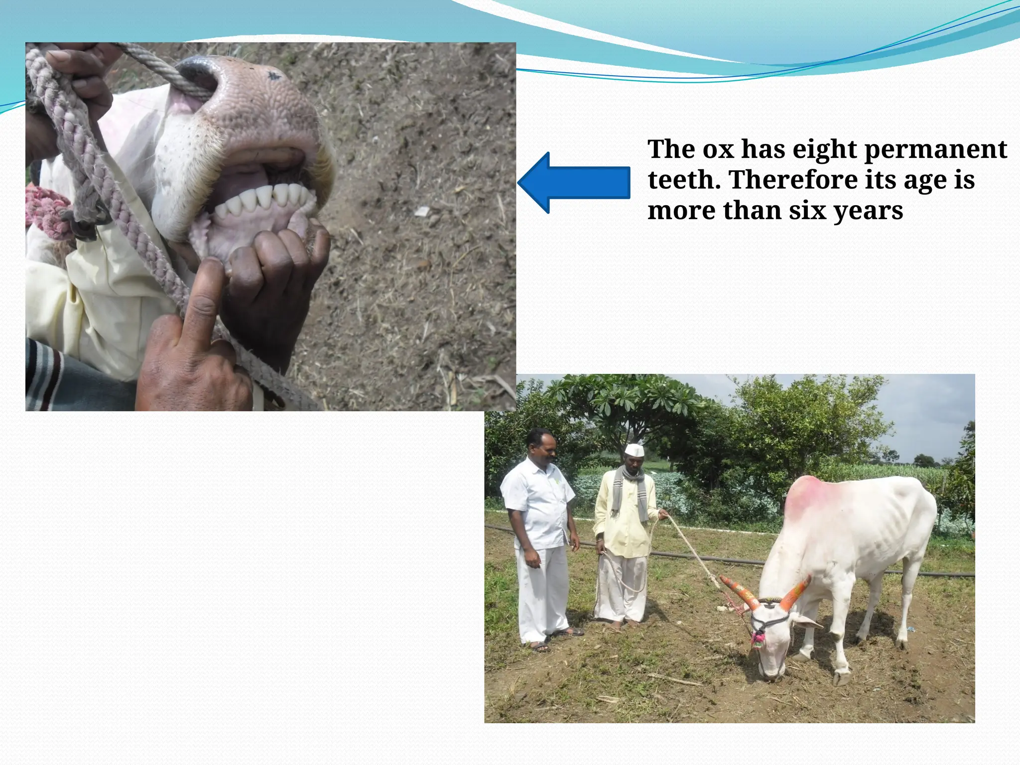 age determination in large ruminants P#3.pptx