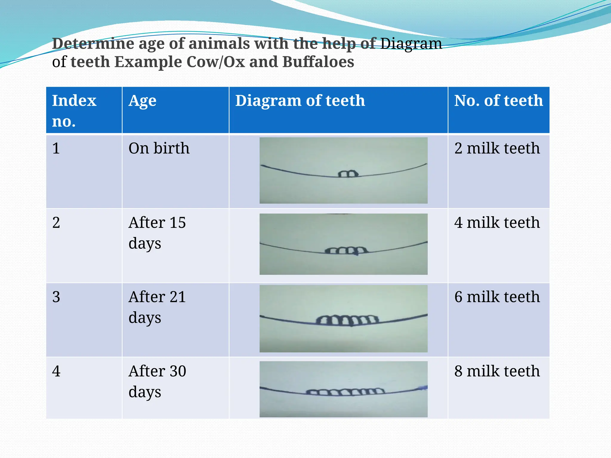 age determination in large ruminants P#3.pptx