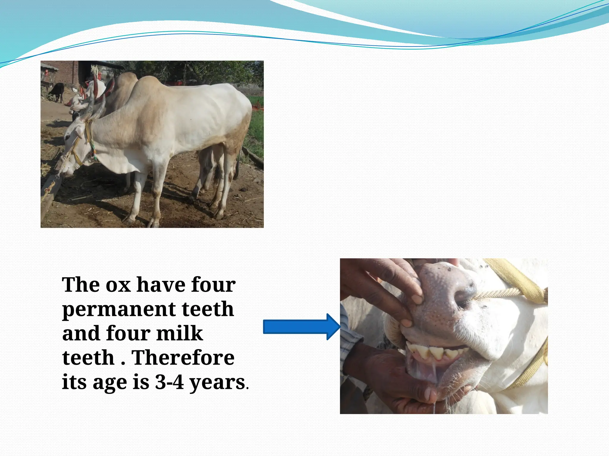 age determination in large ruminants P#3.pptx