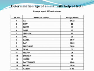 age determination in large ruminants P#3.pptx