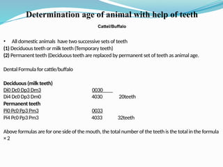 age determination in large ruminants P#3.pptx