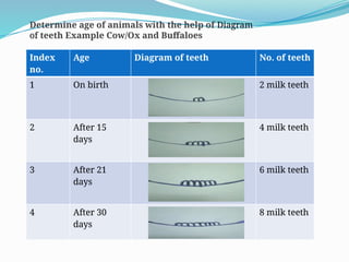 age determination in large ruminants P#3.pptx