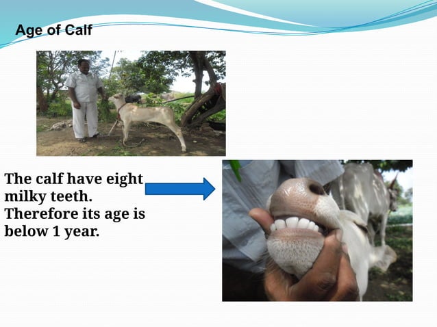 age determination in large ruminants P#3.pptx