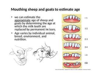 age determination in small ruminants P#3.pptx