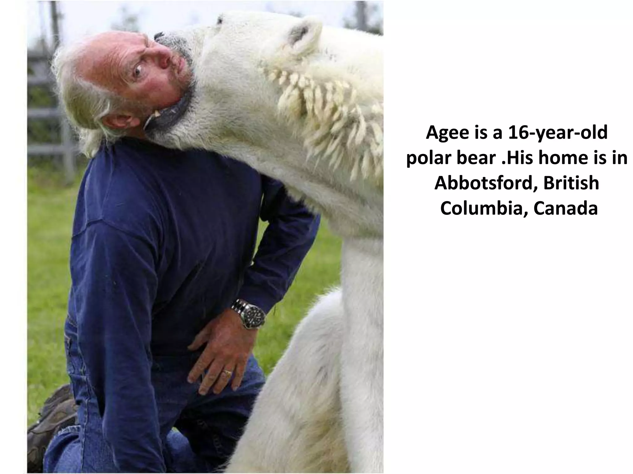 Agee (Playing with a polar bear) | PPTX | Polar Travel | Travel Locations