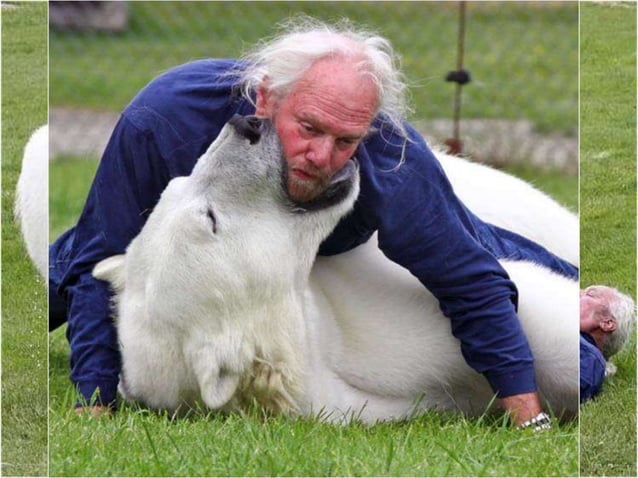 Agee (Playing with a polar bear) | PPTX | Polar Travel | Travel Locations