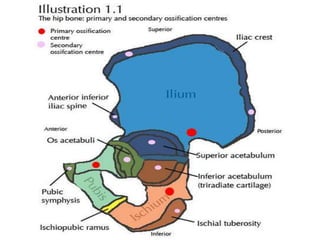 Pubic Symphysis Age Determination