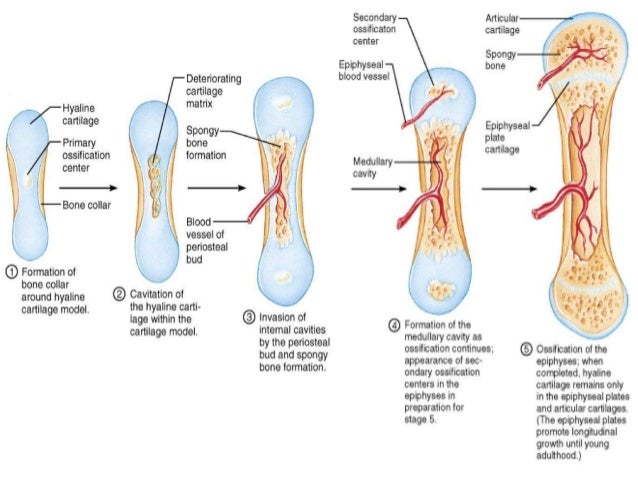 Endochondral Ossification Wikipedia