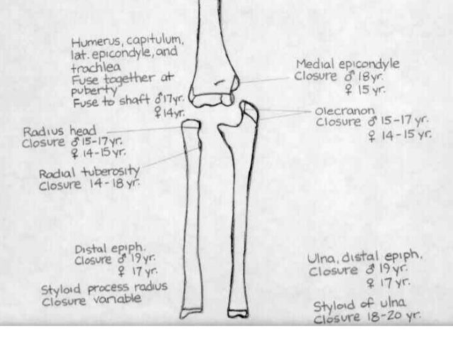 Age estimation by bones