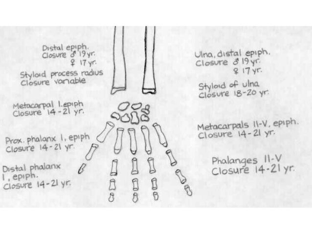 Age estimation by bones