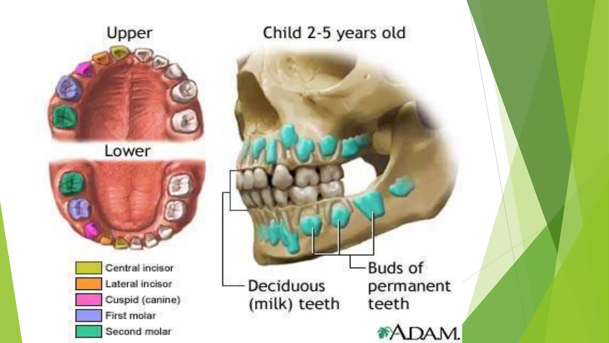 Age Estimation by Dentition and Xrays- CBME copy.pptx