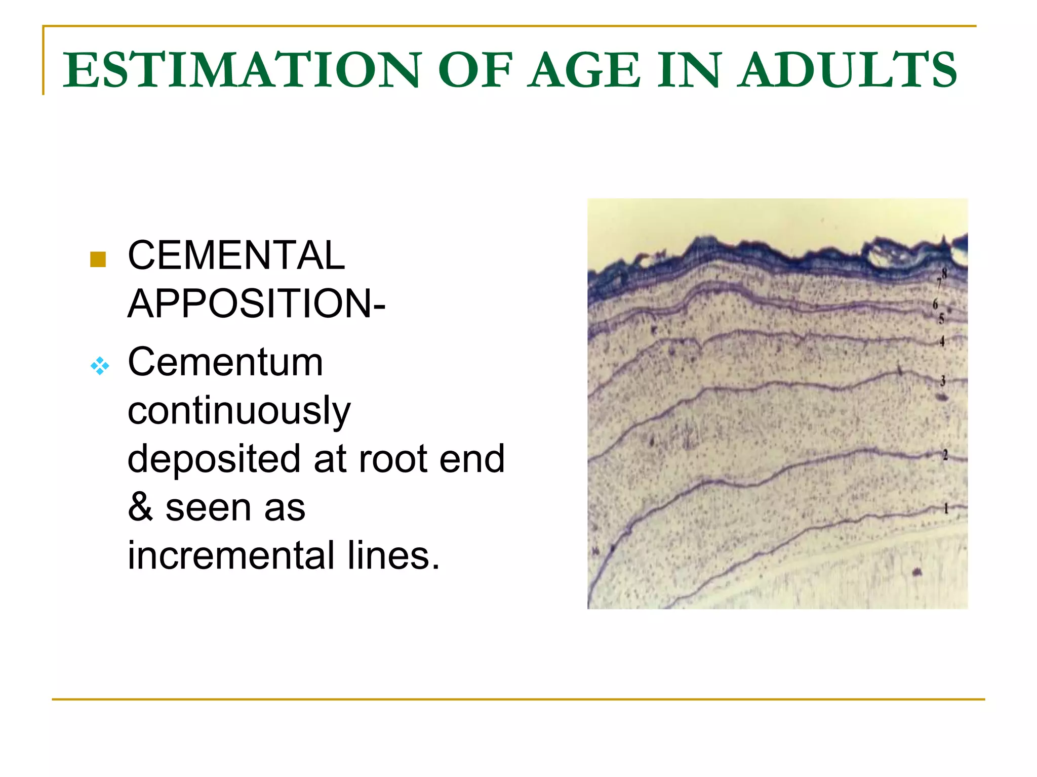 Age Estimation In Forensic Odontology Ppt