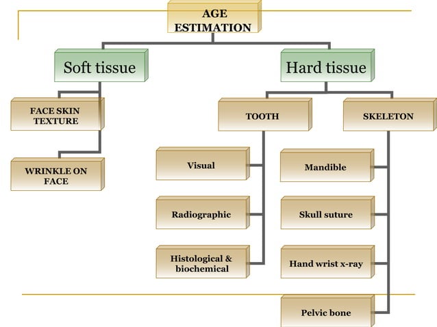 Age Estimation In Forensic Odontology Ppt