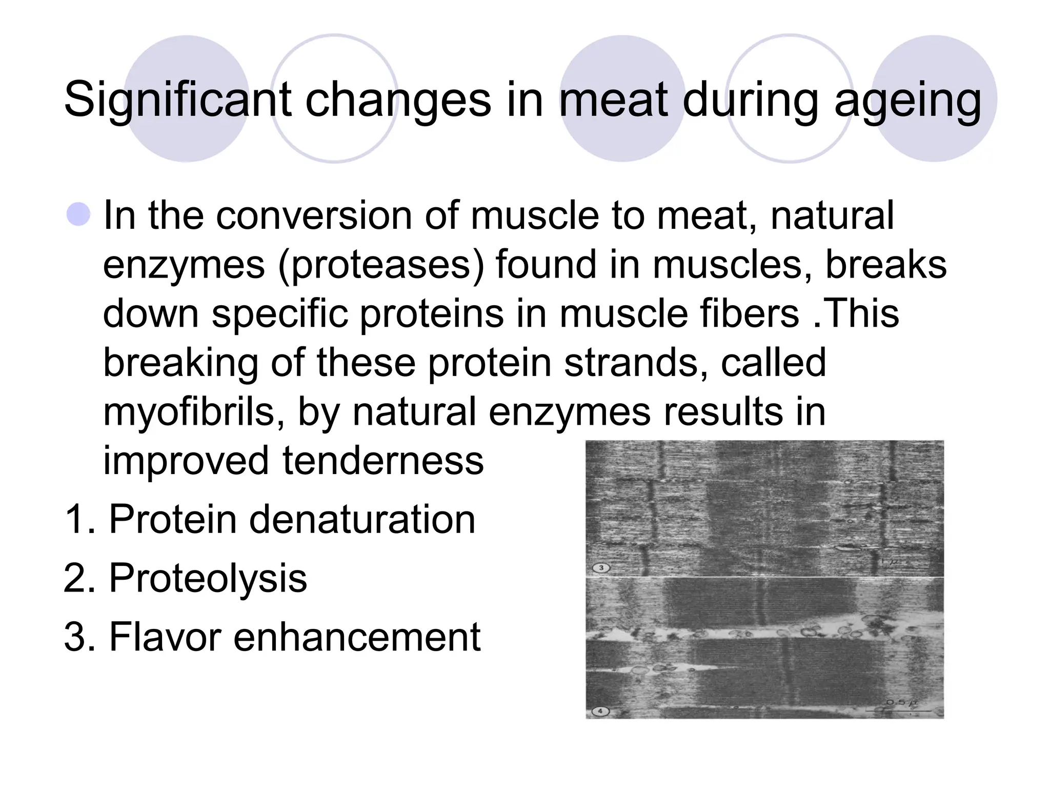 Ageing-of-Meat file tenderisation of meat | PDF