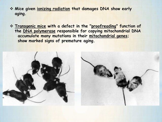 Ageing and its relationship with longevity genes | PPTX | Biological ...